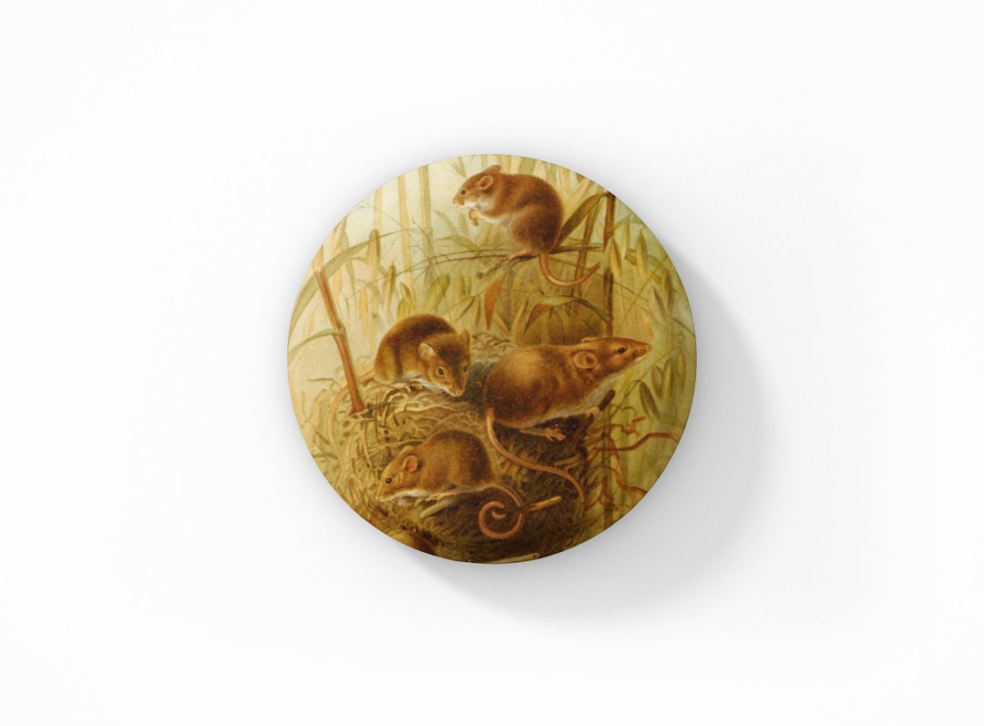 Mice Pin, Mouse Pin Back Button, Mouse Pin, Natural History Pin ...