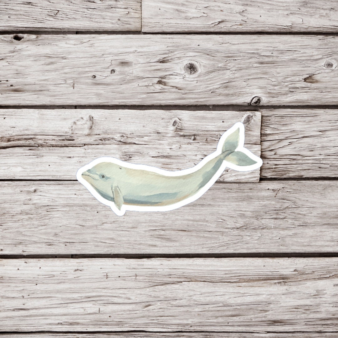 Beluga Whale Sticker or Magnet, Beluga Whale Sticker, Beluga Whale ...