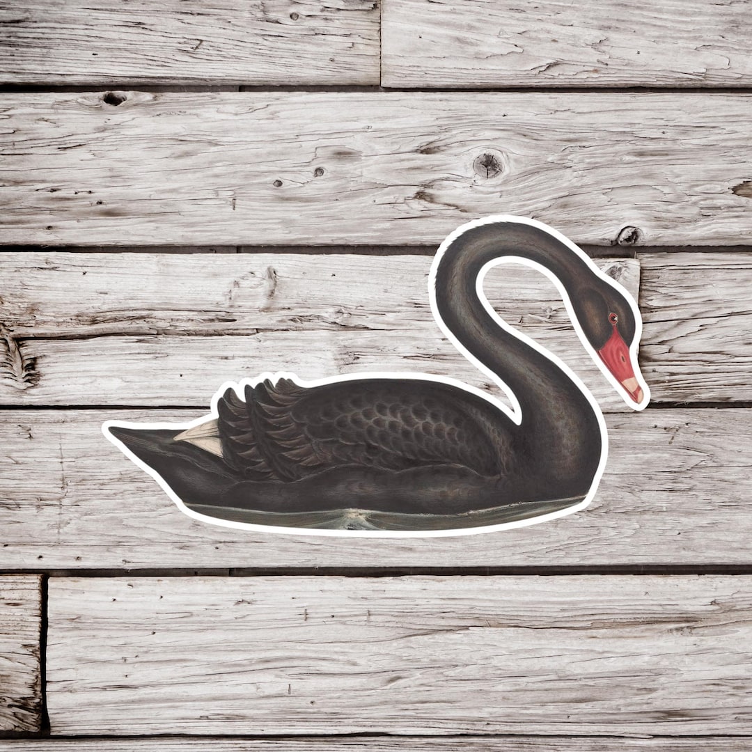 Black Swan Sticker, Ornithology Sticker, Vintage Swan Sticker, Bird ...