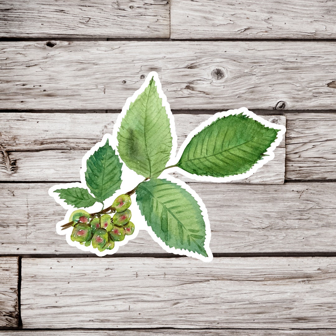 English Elm Leaf Sticker, English Elm Sticker, Leaf Sticker, Plant ...