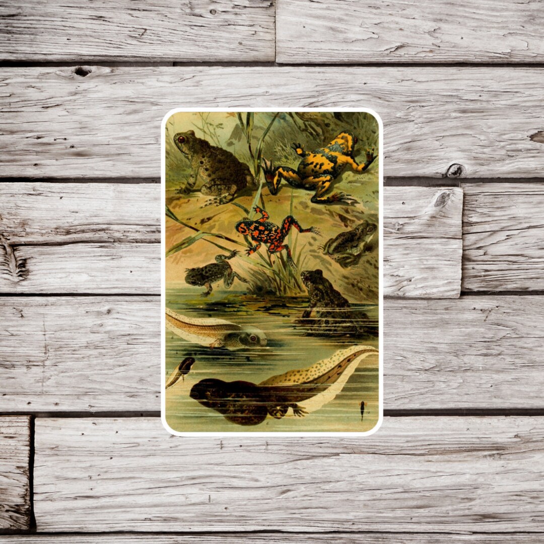 Frog Sticker, Tadpole Sticker, Amphibian Sticker, Toad Sticker ...