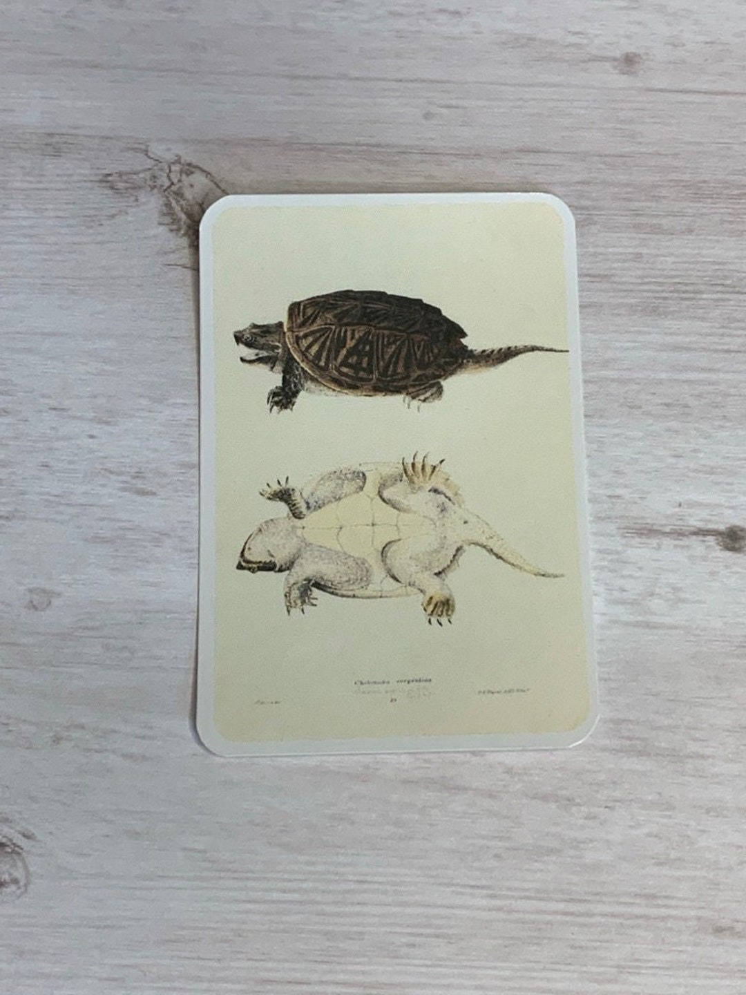 Snapping Turtle Sticker or Magnet Reptile Sticker Snapping - Etsy