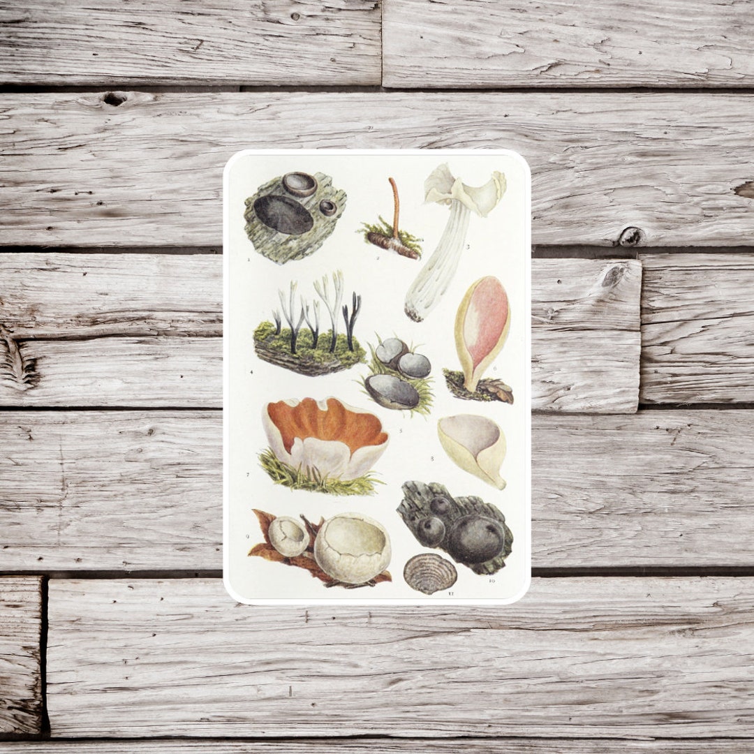 Mushroom Sticker, Vintage Mushroom Sticker, Natural History Sticker ...