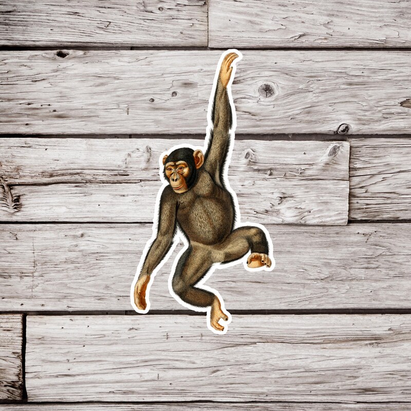 Chimpanzee in Water - Etsy