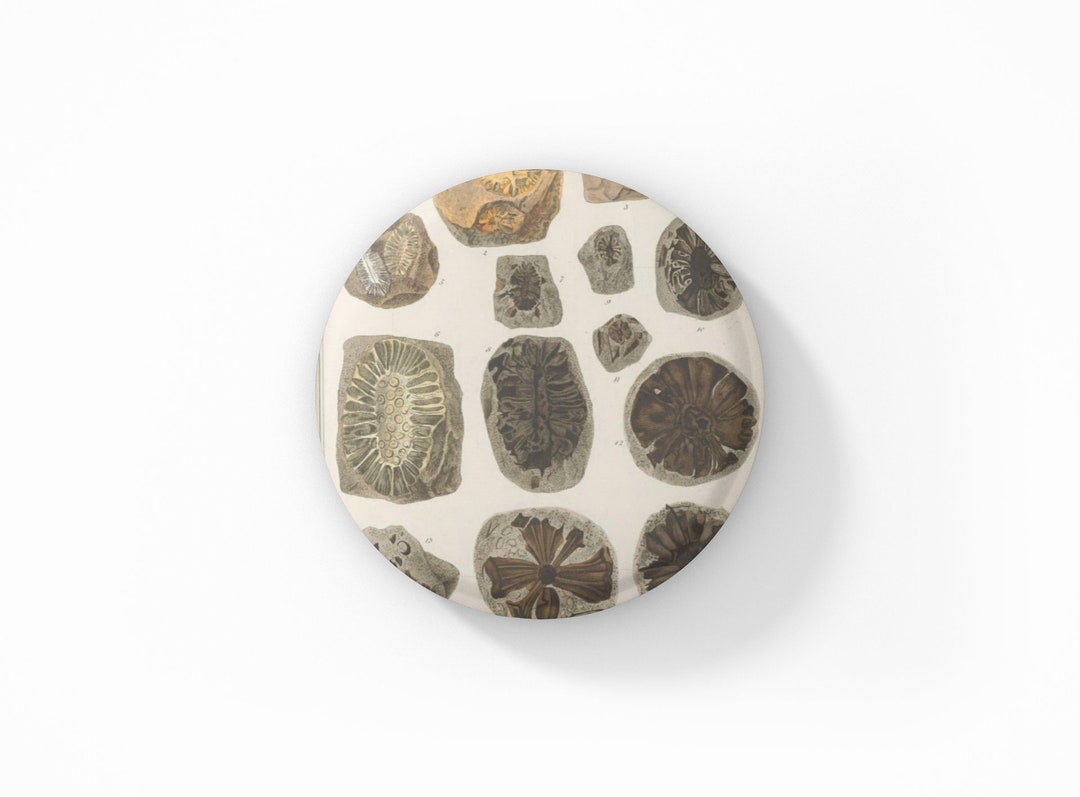 Fossil Pin, Fossil Pin Back Button, Geology Pin, Natural History Pin ...