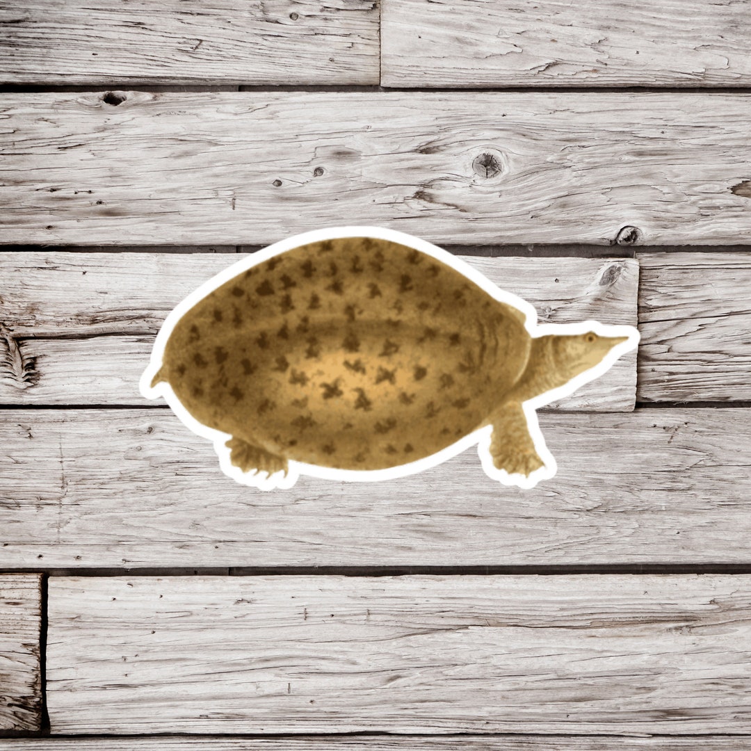 Softshell Turtle Sticker, Spotted Softshell Turtle Sticker, Turtle ...
