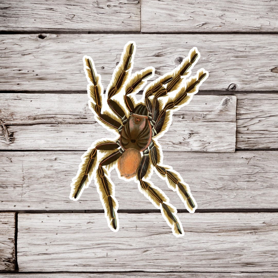 Tarantula Sticker, Spider Sticker, Arachnid Sticker, Nature Sticker ...