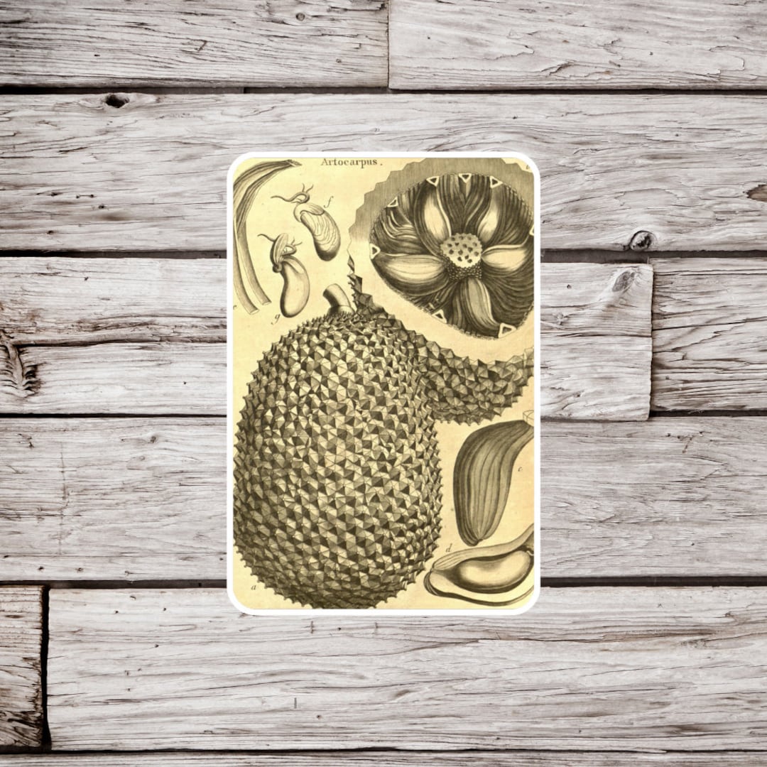 Jackfruit Sticker, Natural History Sticker, Vintage Botanical Sticker ...