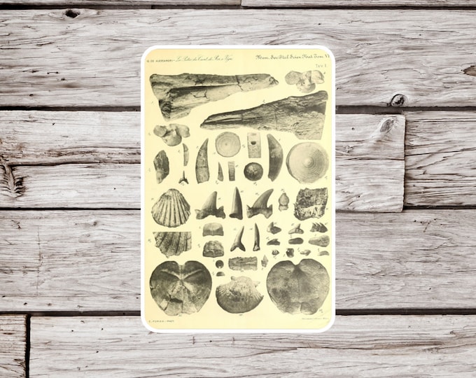 Fossil Sticker, Vintage Fossil Sticker, Natural History Sticker, Shark ...