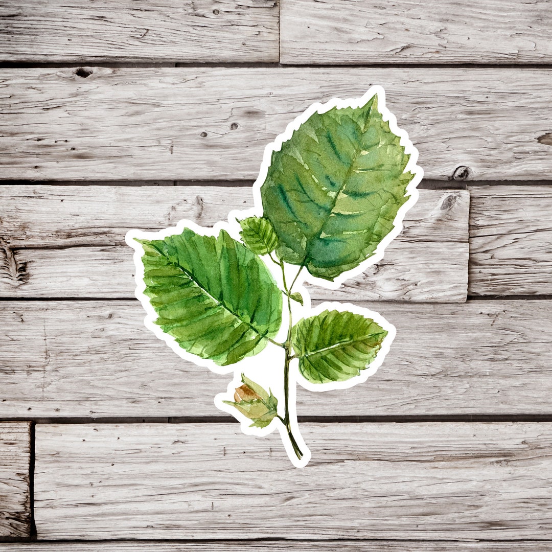 Hazel Leaf Sticker, Hazel Sticker, Leaf Sticker, Waterproof Sticker ...