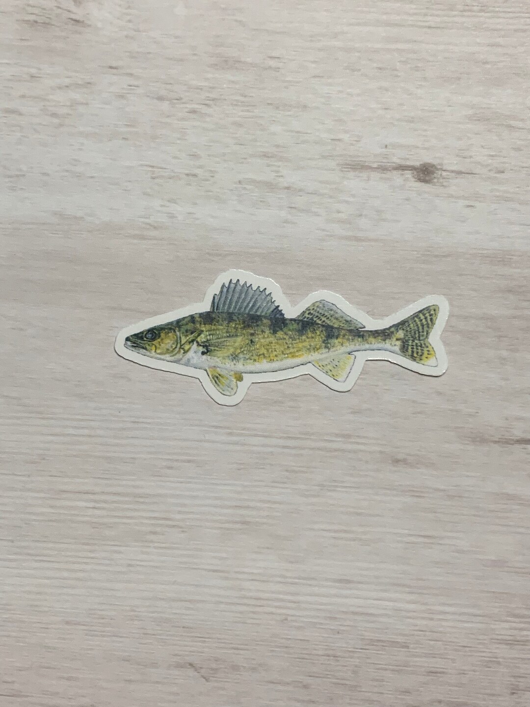 Walleye Sticker or Magnet, Walleye Sticker, Waterproof, Walleye Magnet ...