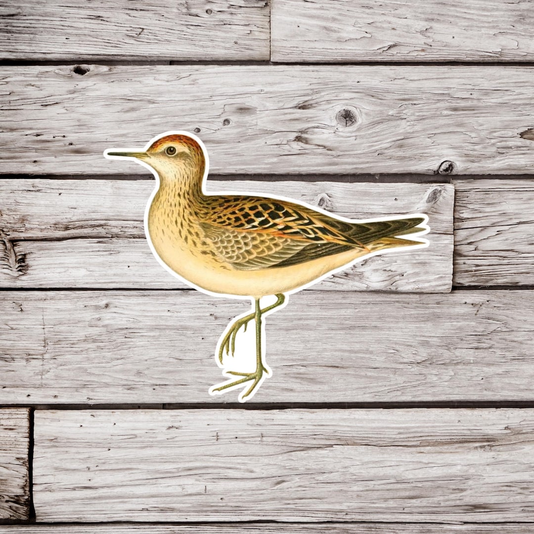 Sharp Tailed Sandpiper Sticker, Sandpiper Sticker, Bird Sticker ...