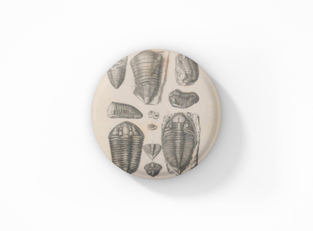 Trilobite Fossil Pin, Trilobite Pin Back Button, Fossil Pin, Vintage ...