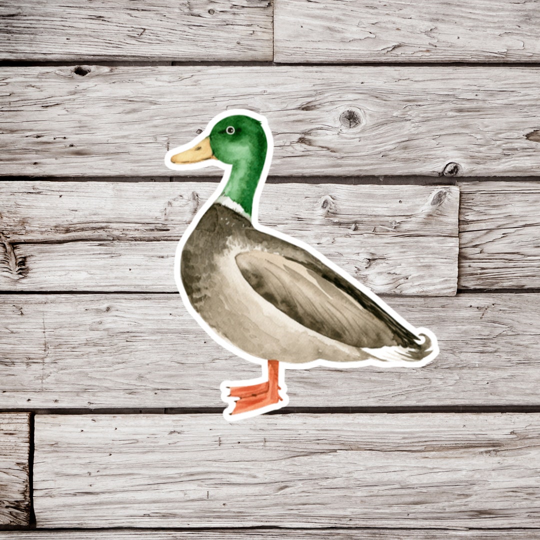 Mallard Sticker, Male Mallard Duck Sticker, Duck Sticker, Bird Sticker ...