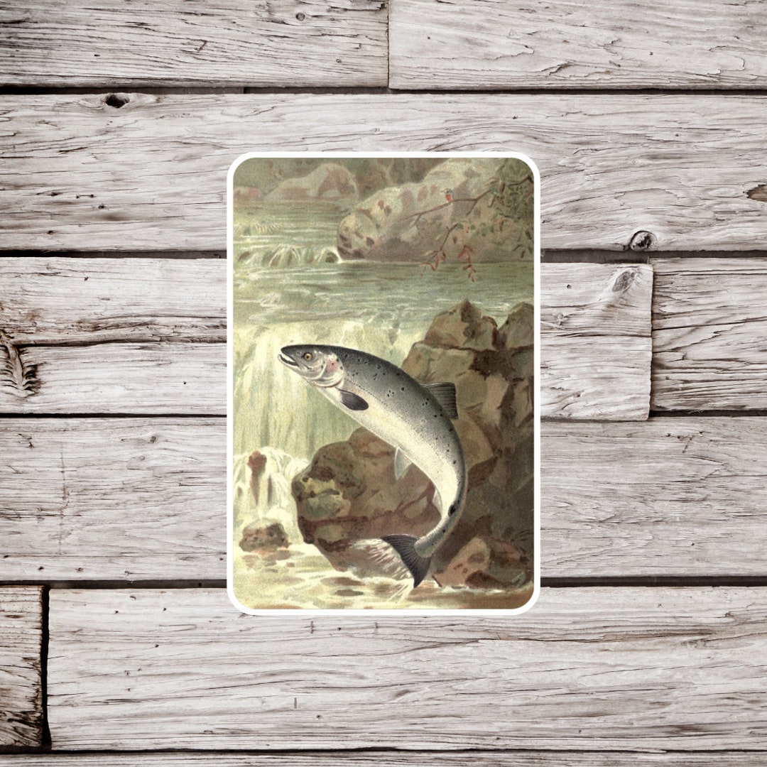 Salmon Sticker or Magnet, Salomon Sticker, Salmon Magnet, Fish Sticker ...