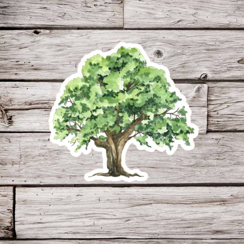 Oak Sticker - Etsy