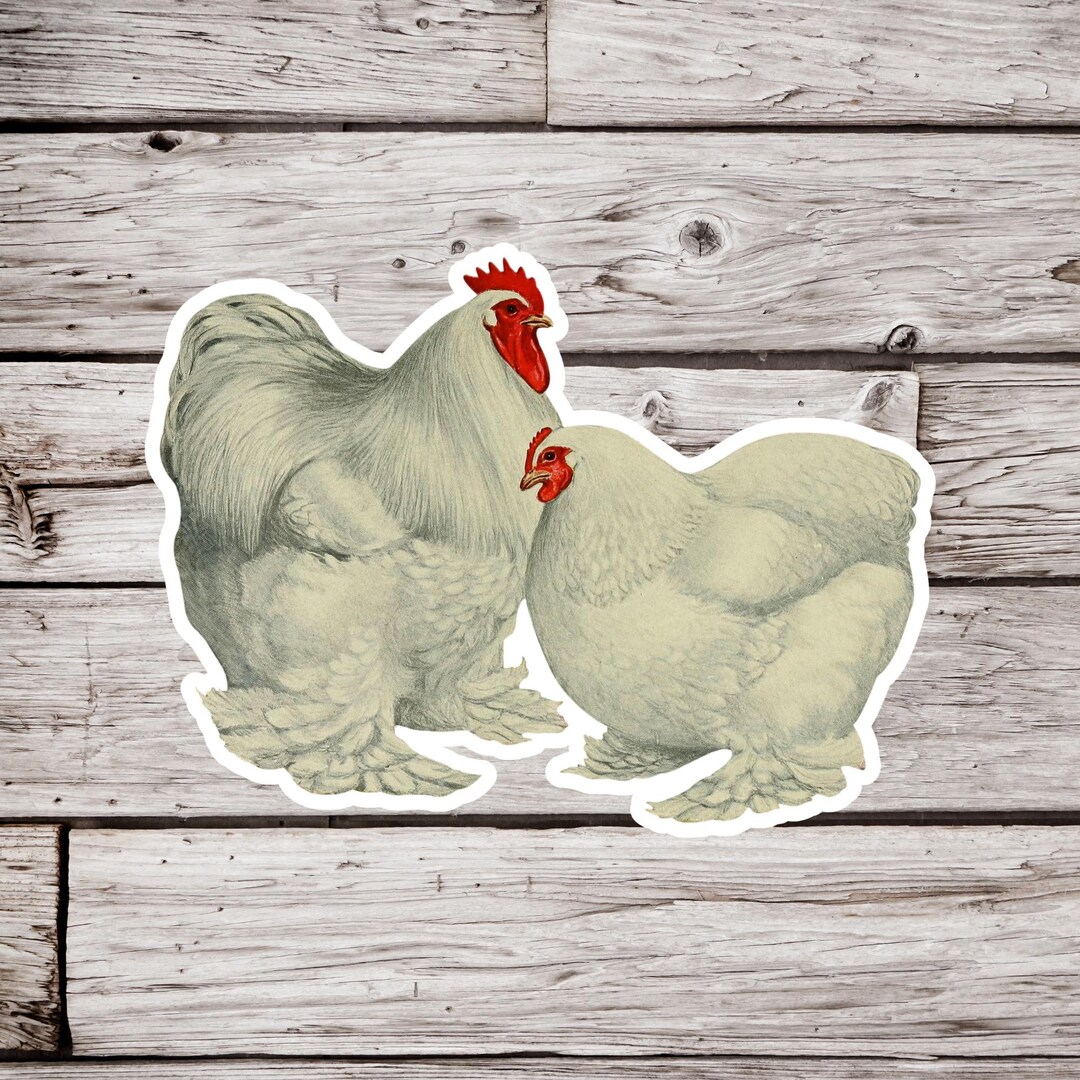 White Cochin Sticker, Cochin Sticker, Chicken Sticker, Bird Sticker ...