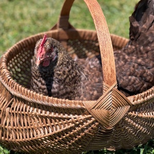 Broody Hen Basket - Etsy