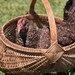 Broody Hen Basket - Etsy