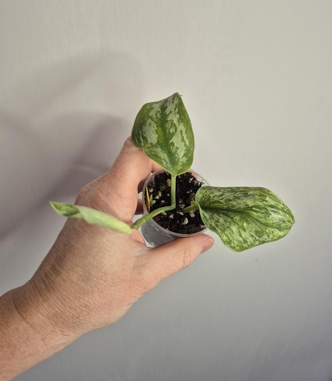 Scindapsus Peasun Exact Plant. Pictus Exotica Sport Variegated - Etsy