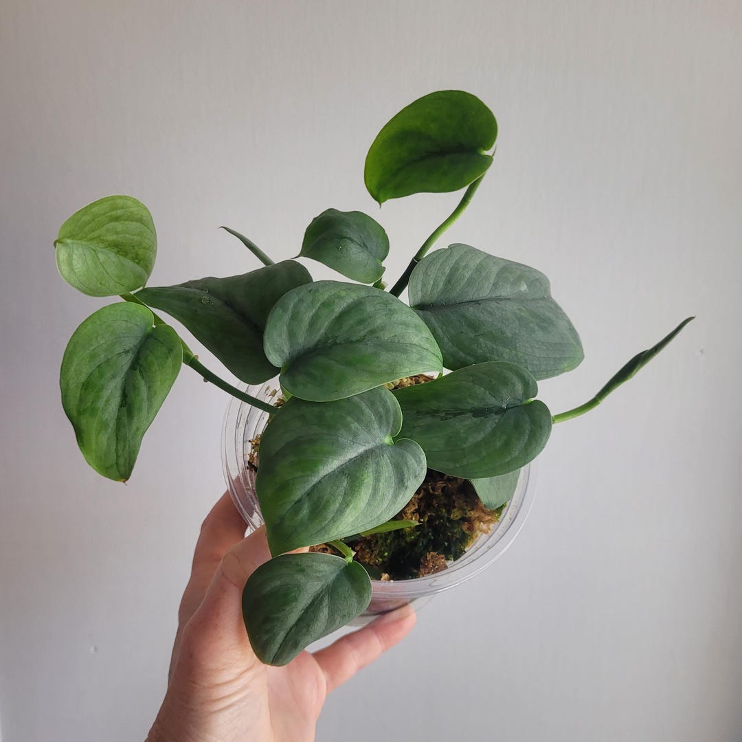 Genuine Scindapsus Tattoo - Etsy