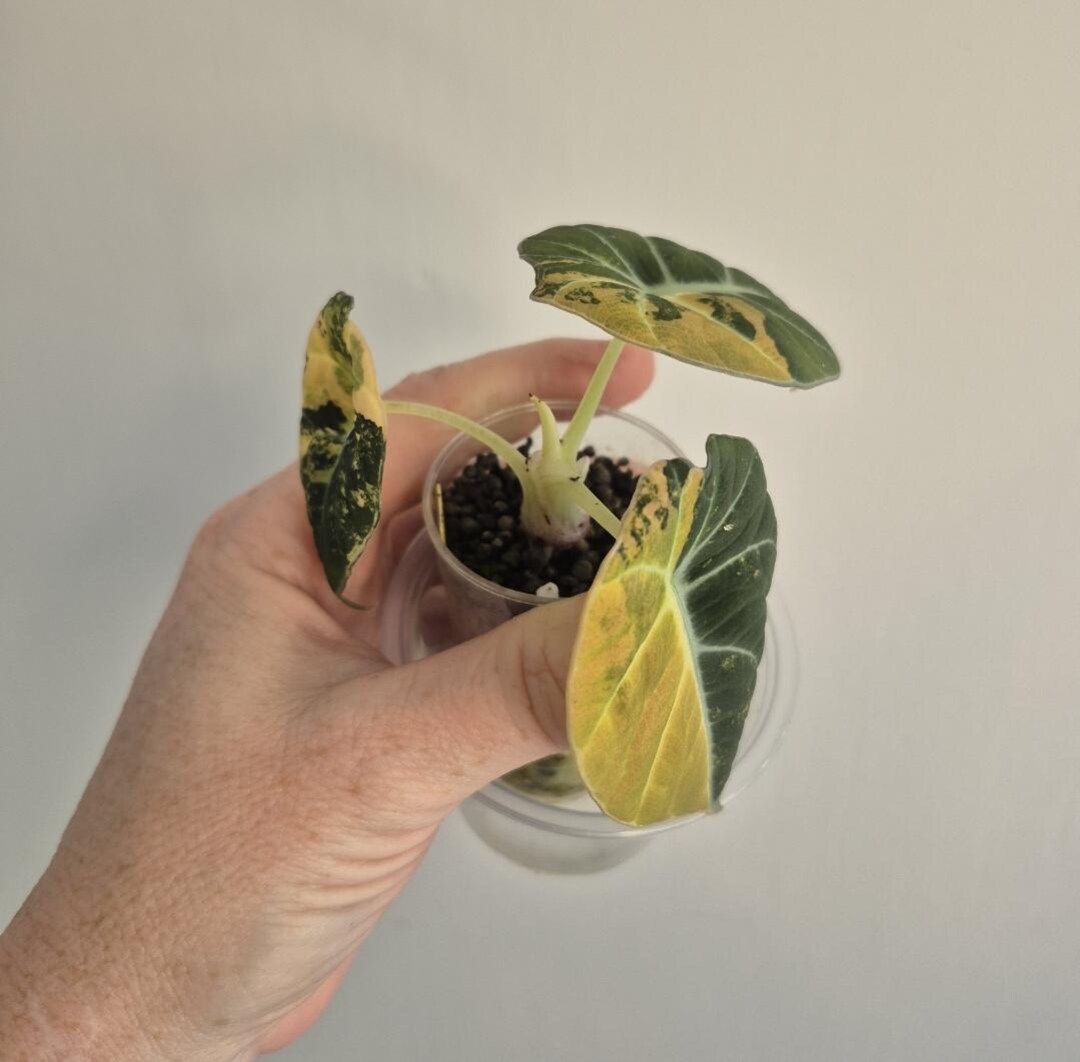 Begonia U497 - Etsy