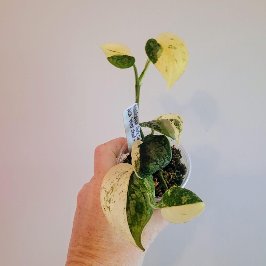 Scindapsus Dark Cloud/ Silver Cloud Variegated USA - Etsy