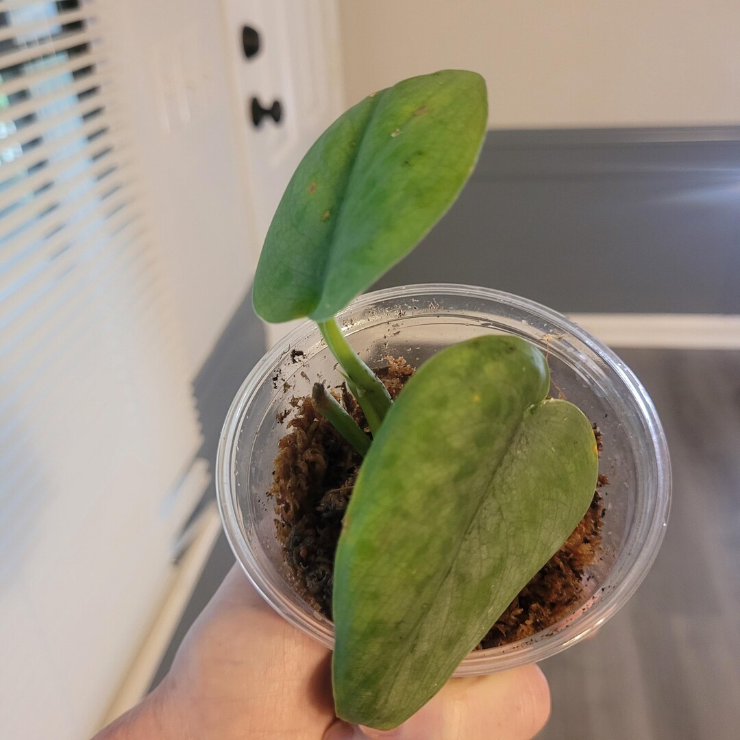 Scindapsus Tattoo Rooting in Moss. Read Description. - Etsy