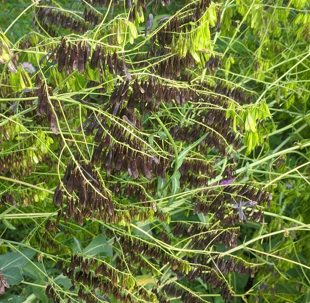 Woad Dye Seeds 100 or 200 Pieces Pack/ Isatis Tinctoria Seeds/ Natural ...