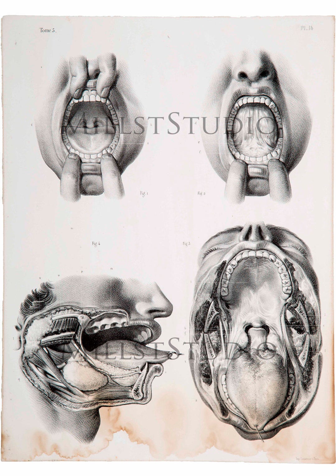 Anatomical Sheet. Salivary Device. Apparently I Will Salivate ...