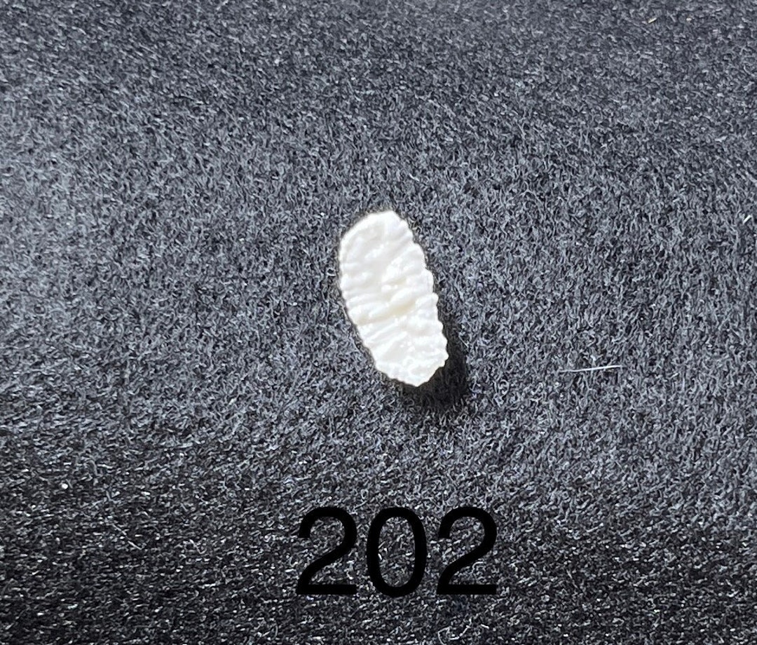 Cod Single Post Otolith Earring - Etsy