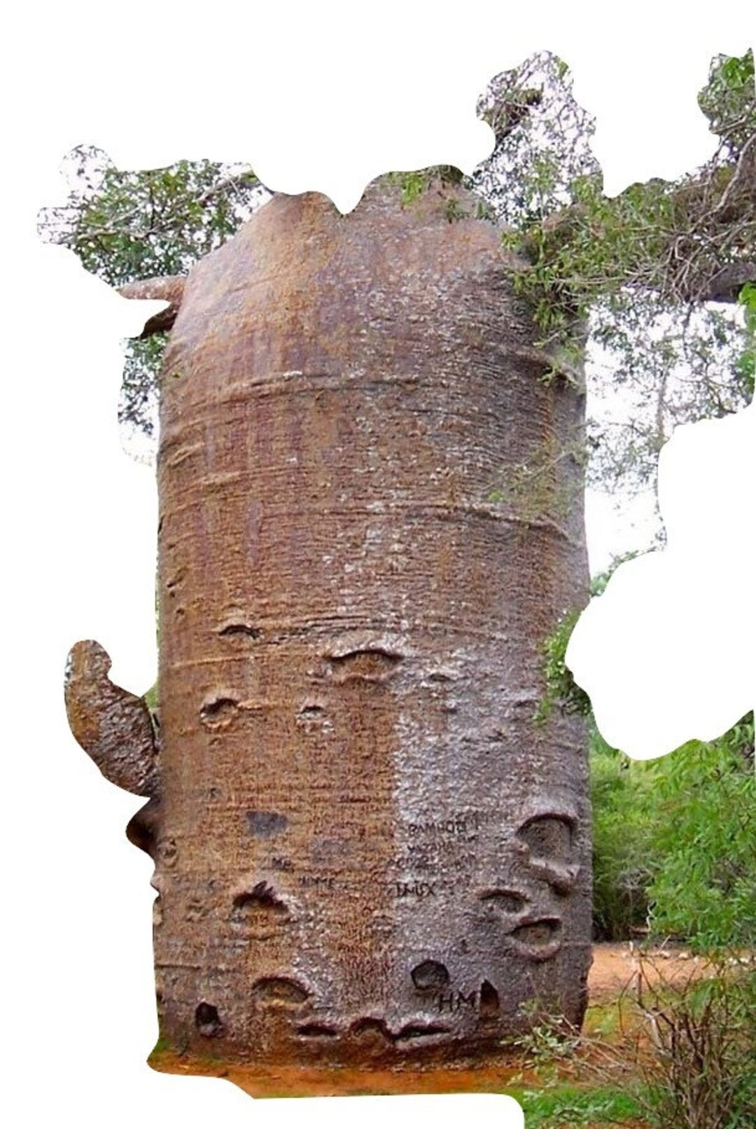 Adansonia Digitata, Baobab, Dead-rat Tree, Monkey-bread Tree, 5 Seeds ...