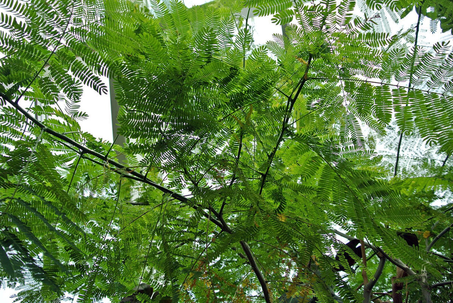Enterolobium cyclocarpum Elephant Ear Pod Tree 10 seeds | Etsy