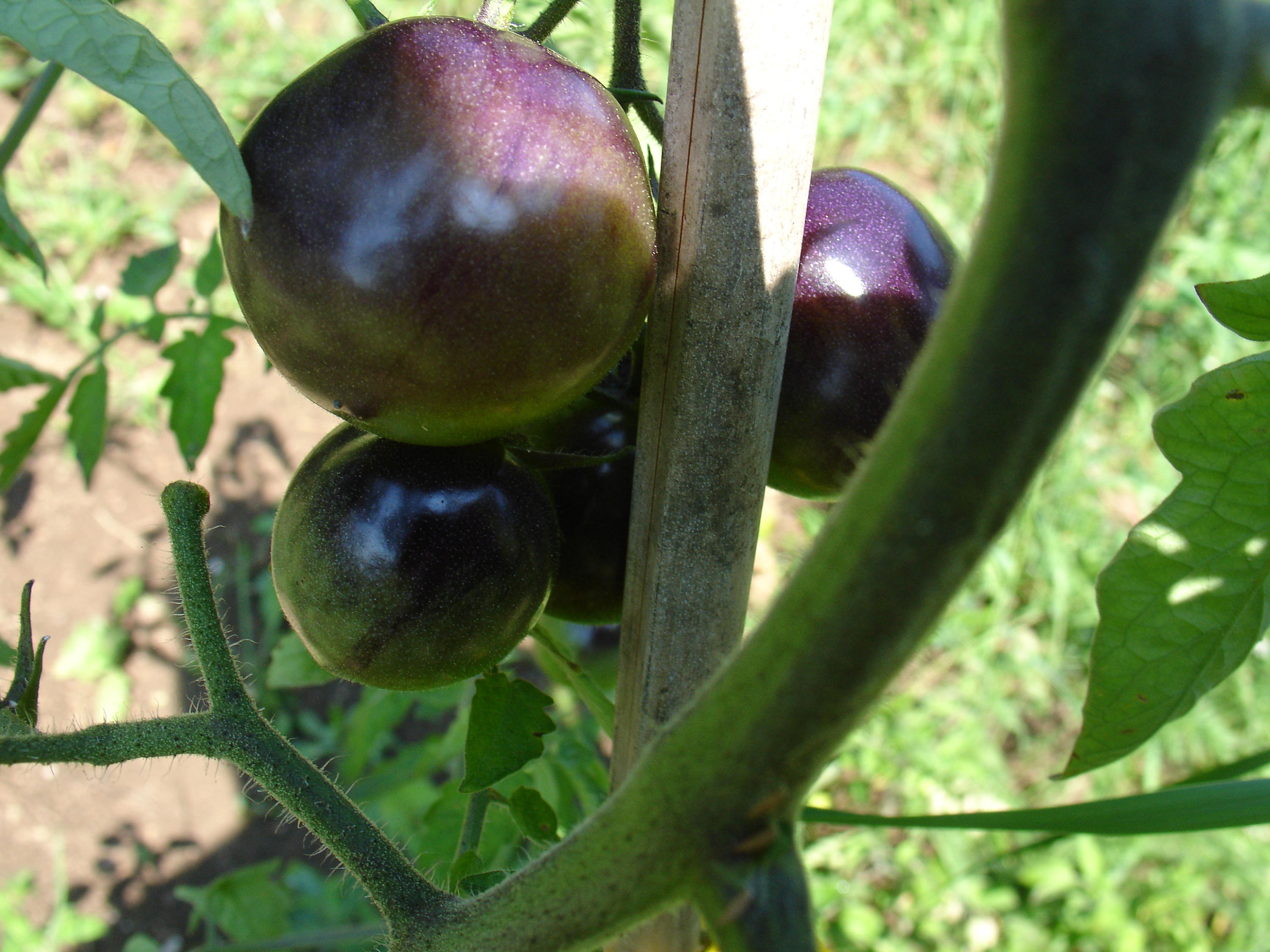 Bosque Blue Tomato Stunning Colour NON GMO 10 Seeds - Etsy