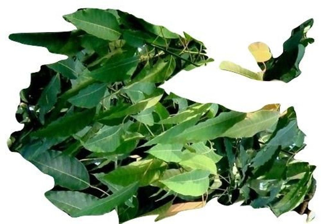 Sapium Baccatum, Ludai, Rare Tropical, for Collectors, 10 Seeds - Etsy