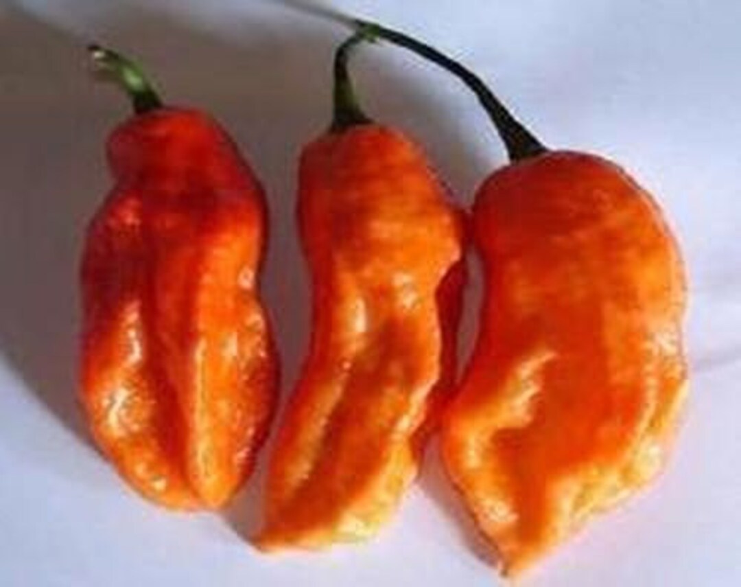 The Record Holder RAJA MIRCH NAGA Orange100000 Scoville10 - Etsy