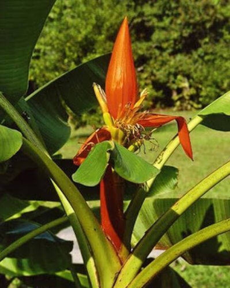 Musa aurantiaca Assam-Dwarf-Banana 5 Seeds | Etsy