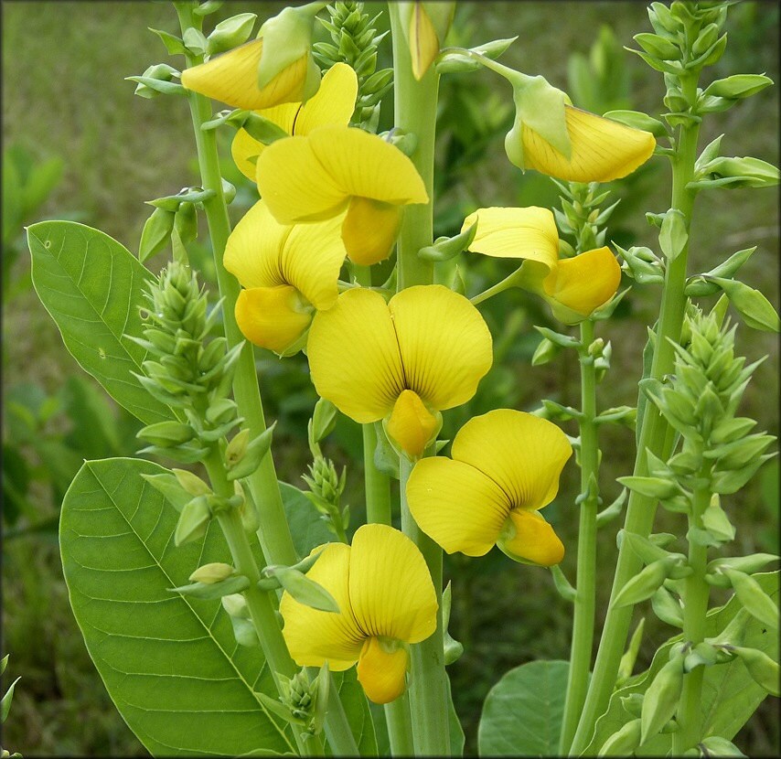 Crotalaria Spectabilis