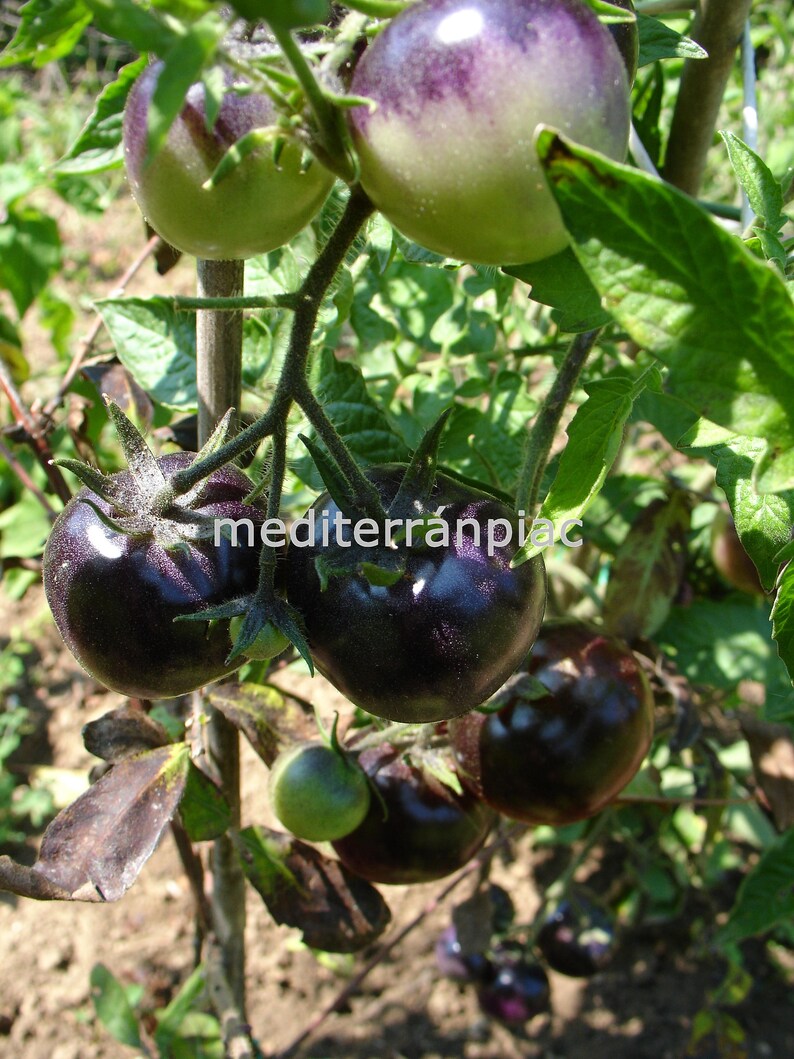 Bosque Blue Tomato Stunning Colour NON GMO 10 Seeds - Etsy