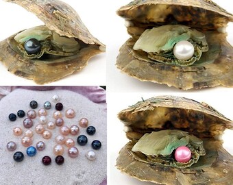 10 Akoya Oysters Pearl Inside | Etsy