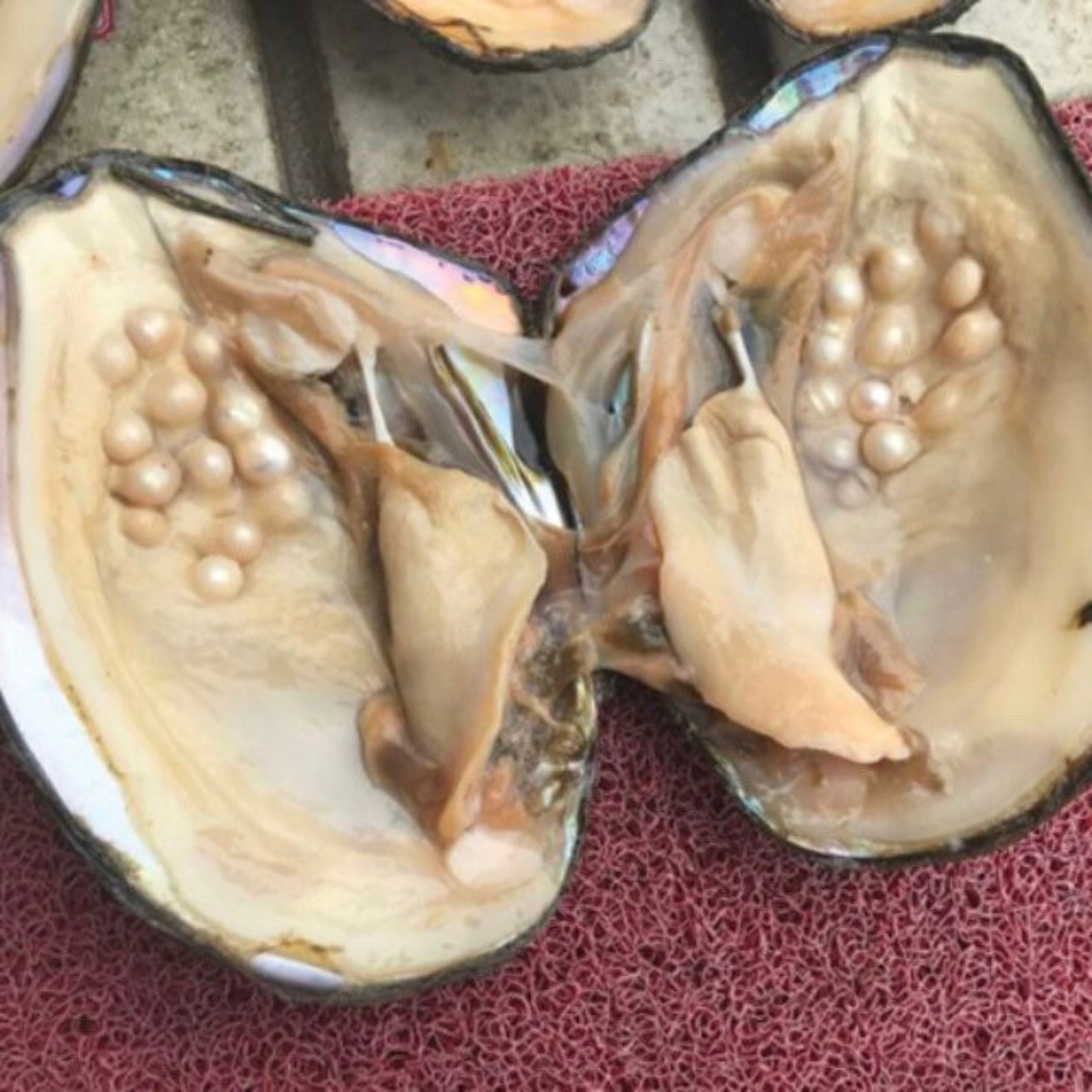 Monster Oysters 15-30 Pearls Inside - Etsy