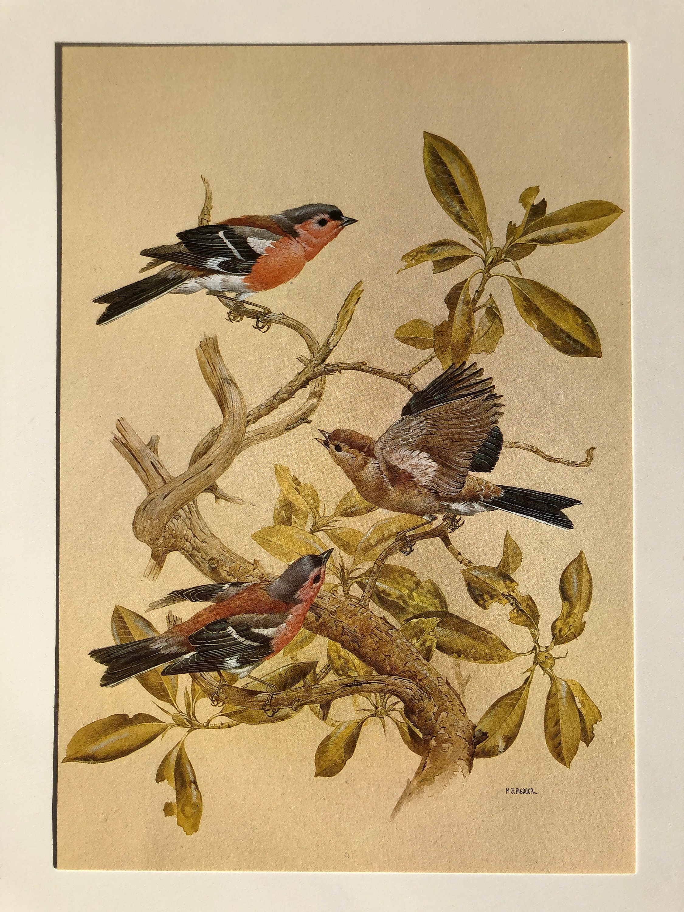 Vintage Bird Print Chaffinches - Etsy