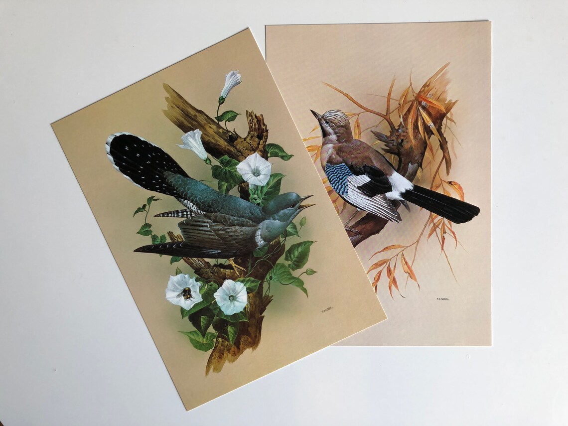 Vintage Bird Print Chaffinch - Etsy