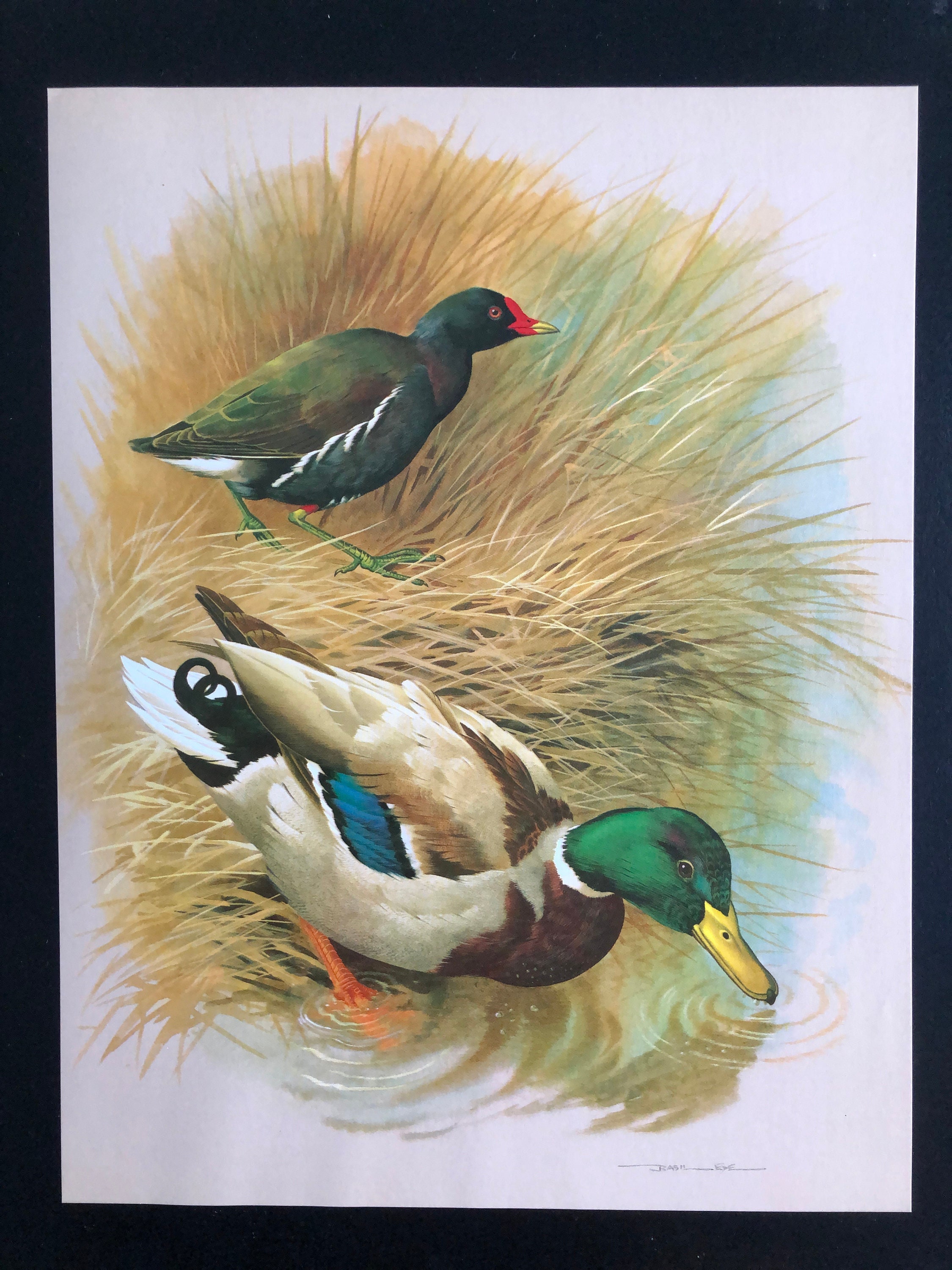 Vintage Bird Print Common Moorhen & Mallard - Etsy