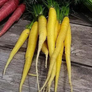 Solar Yellow Carrot Heirloom Seeds - Etsy