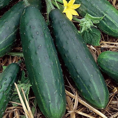 Spacemaster 80 Bush Cucumber Heirloom Seeds - Etsy