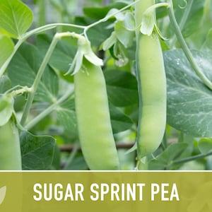 Sugar Sprint Snap Pea Seeds - Heirloom Seeds, Stringless, Container ...