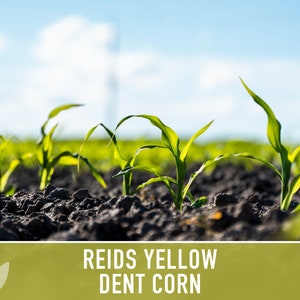 Reid's Yellow Dent Corn Seeds - Heirloom Seeds, Field Corn, Corn Bread ...