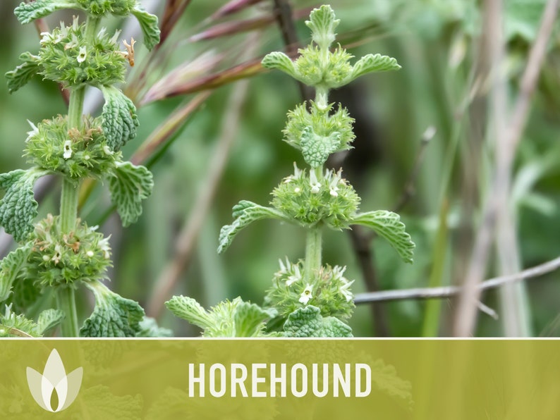 Horehound Herb Seeds - Heirloom Medicinal Plant, Herbal Tea - Etsy