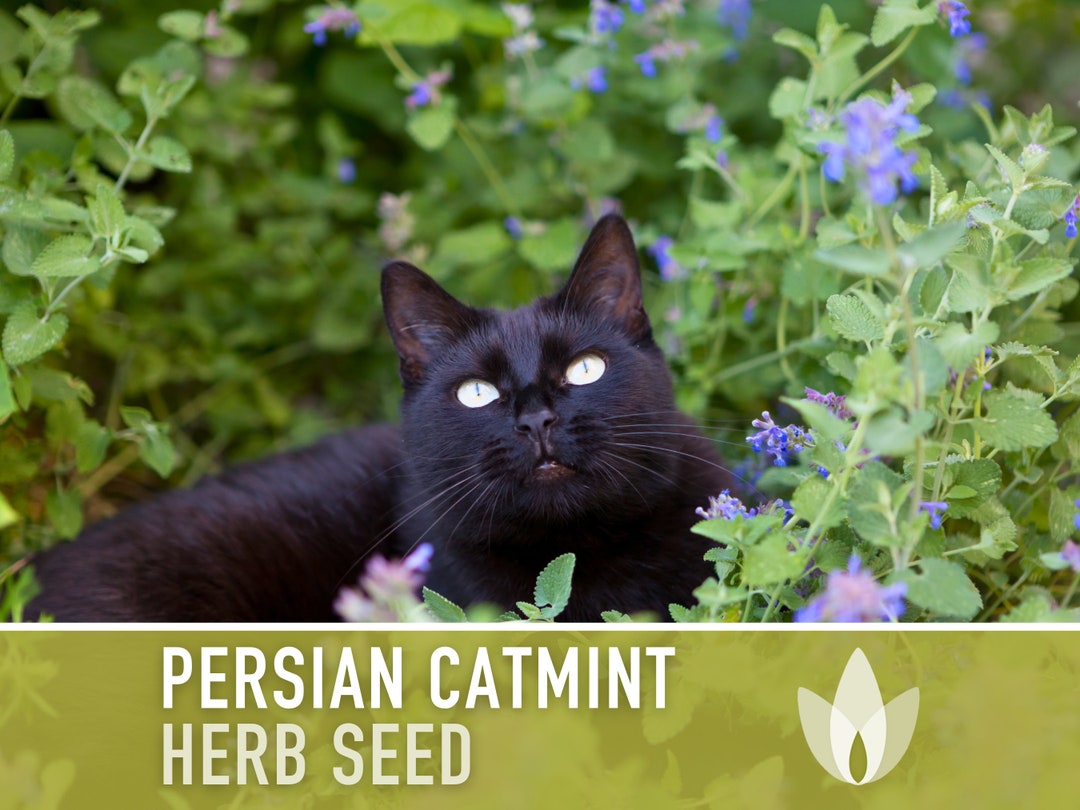 Persian Catmint Herb Seeds – Non-gmo, Open Pollinated - Etsy